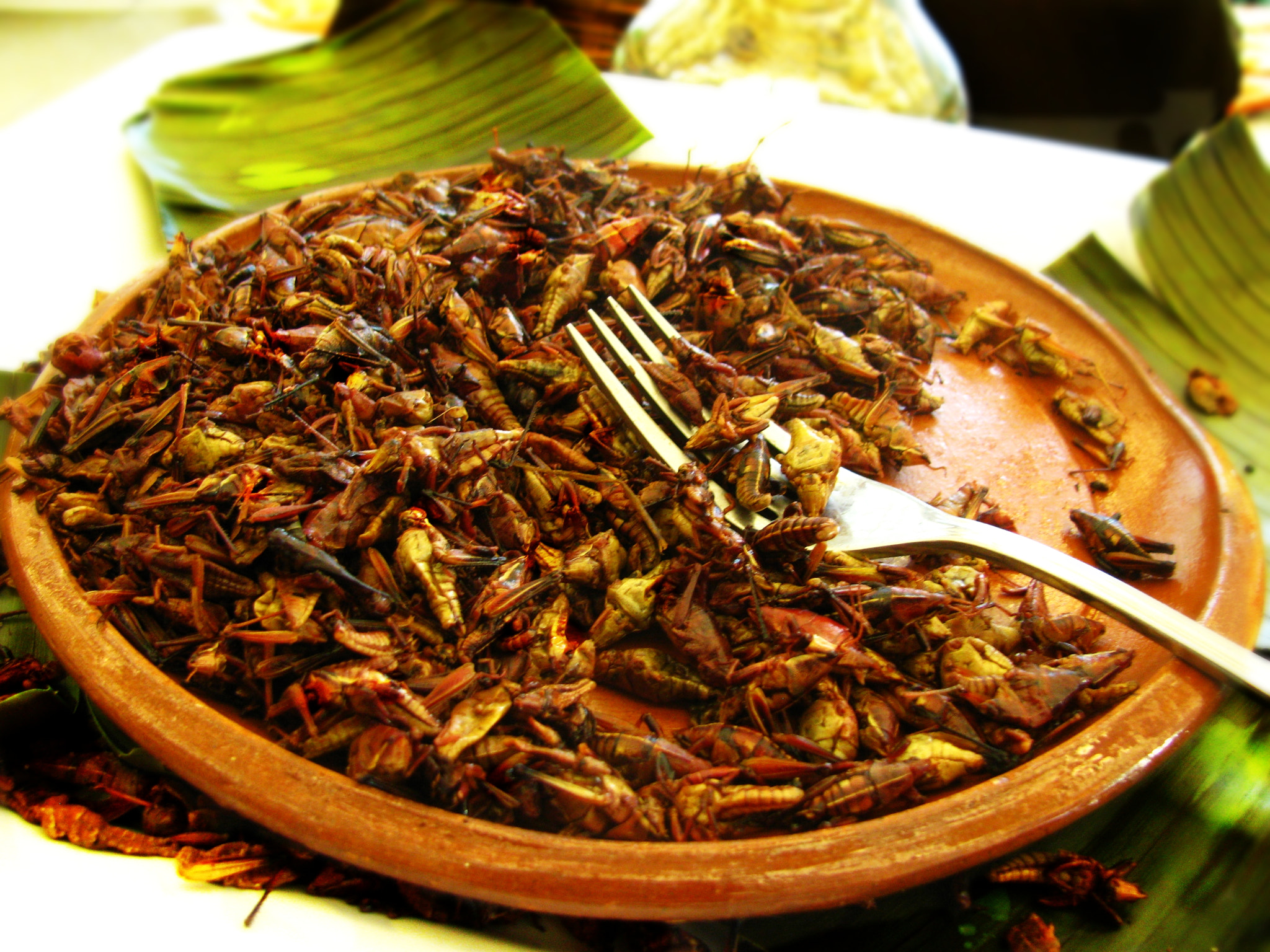Chapulines by Sam A. Daniel / 500px