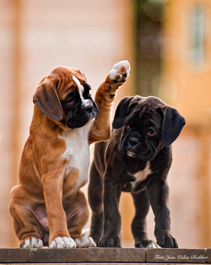 Boxer puppy by Jan-Vidar Bakker - Photo 14554227 / 500px