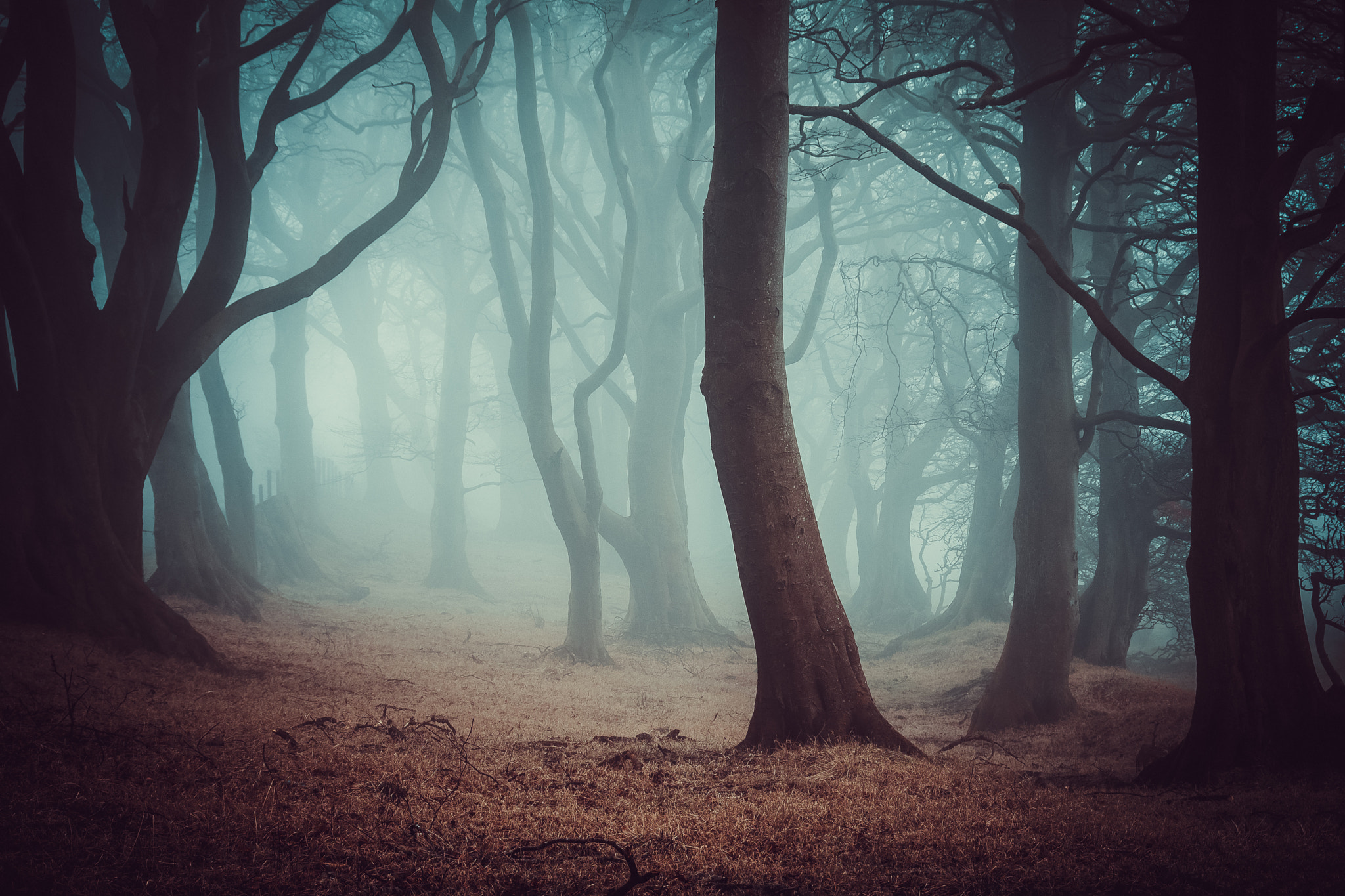 Magic woods by Waldemar Matusik / 500px