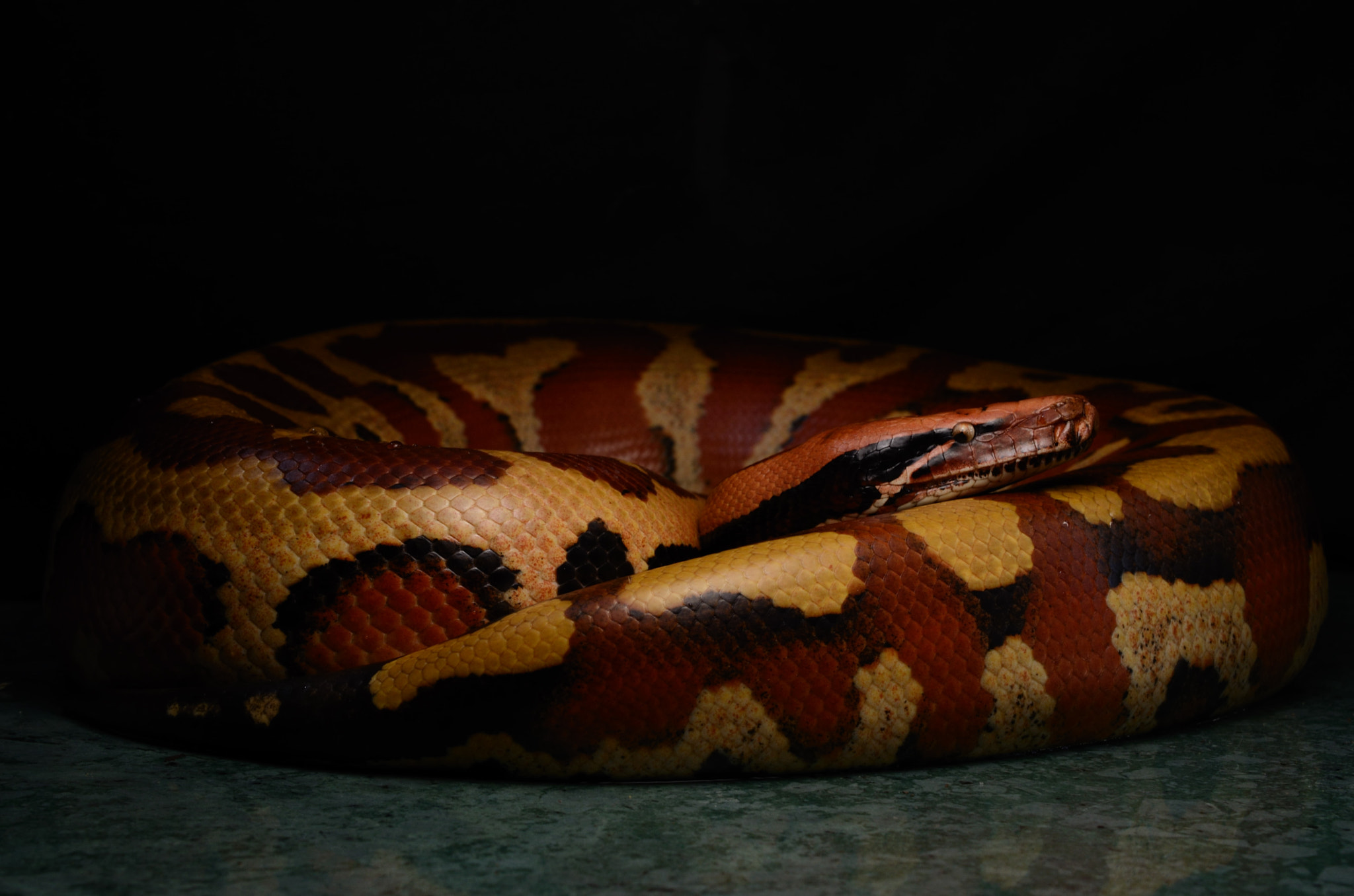 Blood python by mehelya - Photo 14580803 / 500px