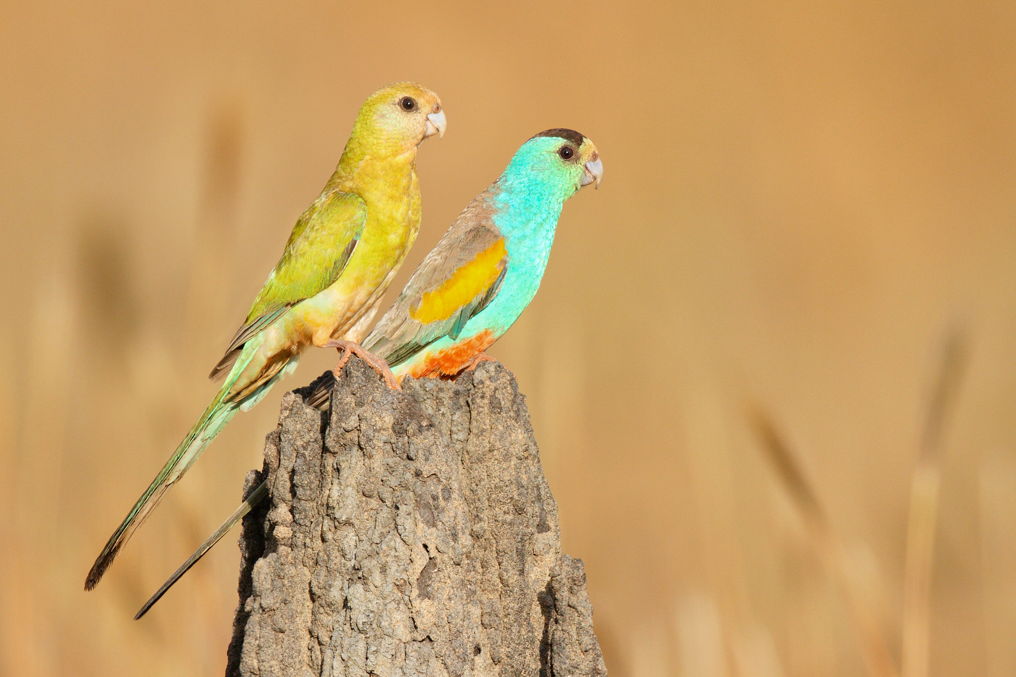 The critically endangered Golden-shouldered Parrot by Karl Seddon / 500px