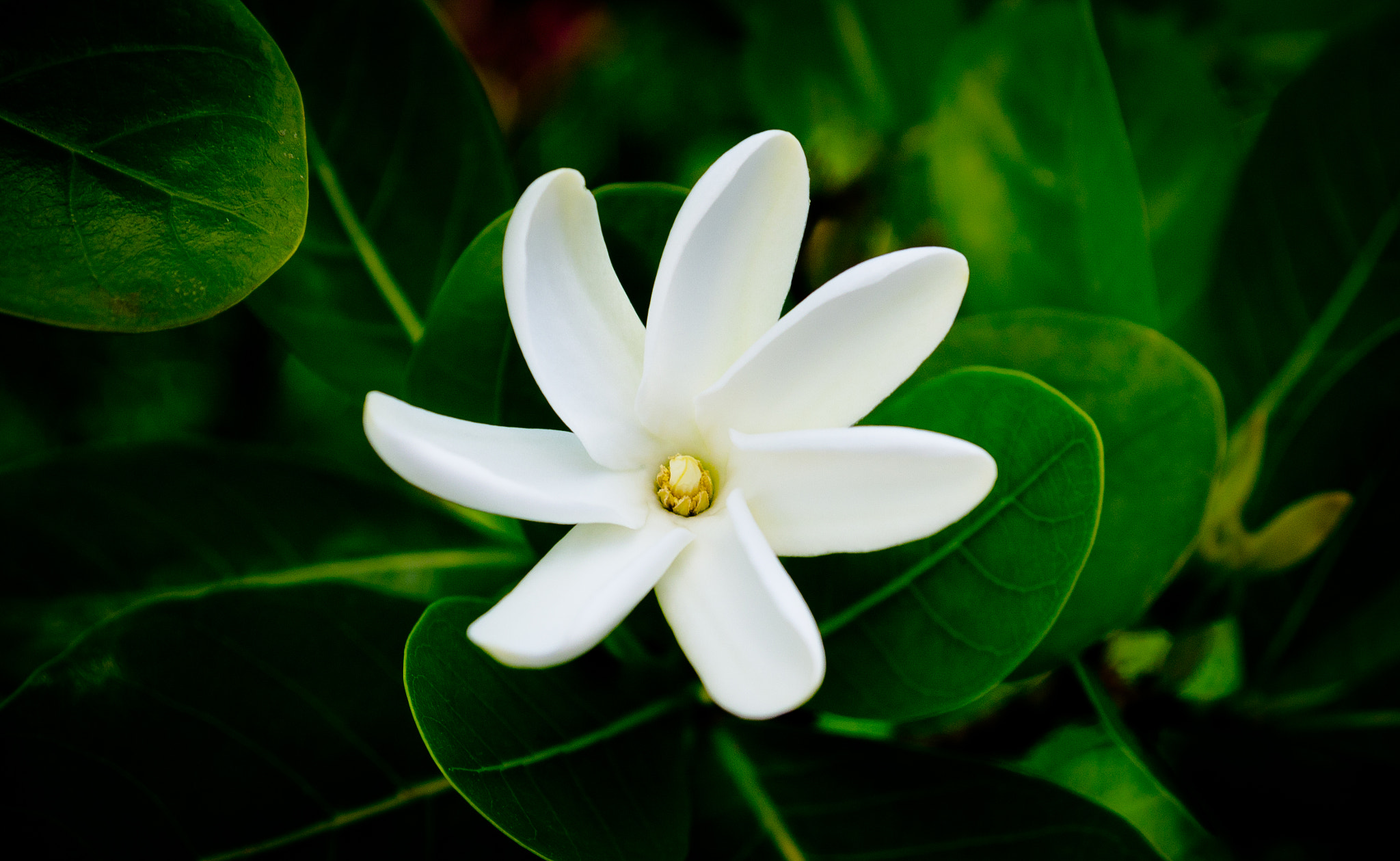 Tiare flower by Tura Pambrun / 500px