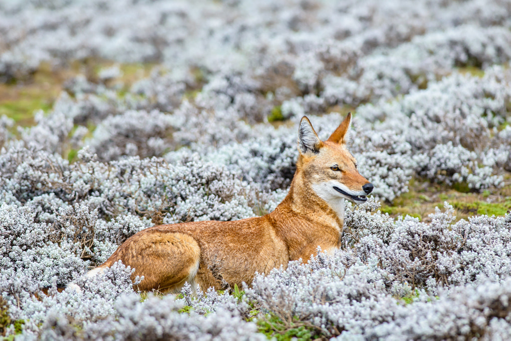 Ethiopian wolf (Canis simensis) by Daniele Parodi / 500px