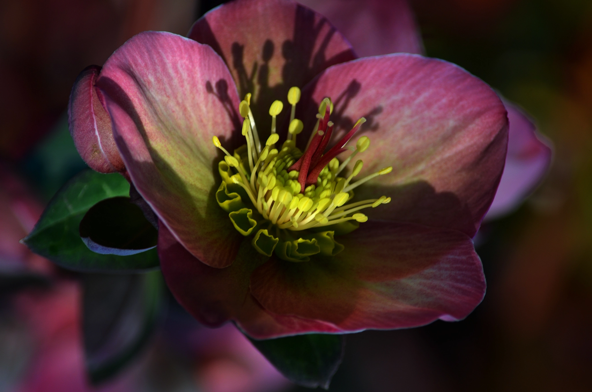 Hellebore by Veronica Andre / 500px