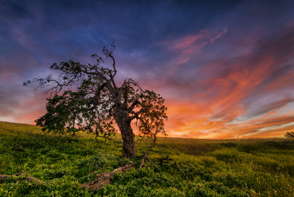 Oak Tree Sunset by Raja Ramakrishnan / 500px