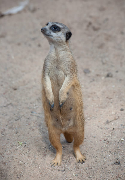 Suriat (Suricata suricatta) by Valerijs Novickis / 500px