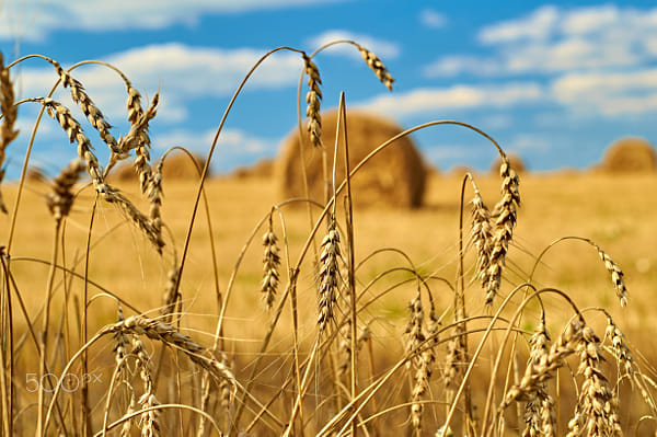 Ears of wheat with a sheaves of hay on by dzurag / 500px