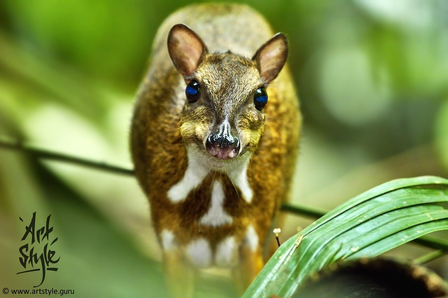 Lesser Mouse-deer Female by Pasha Ivaniushko | 500px
