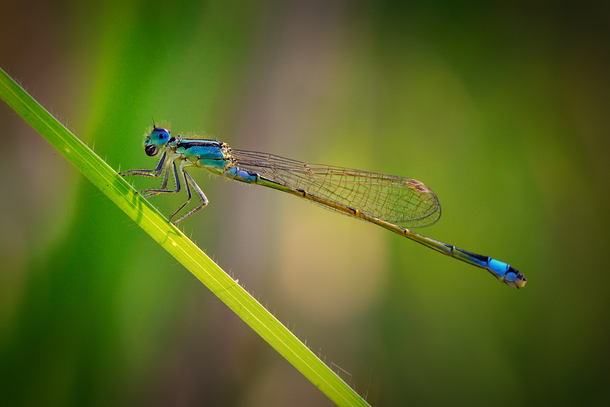 Damselfly (Odonata: Coenagrionidae Zygoptera) by Ernest Glez. Roda / 500px
