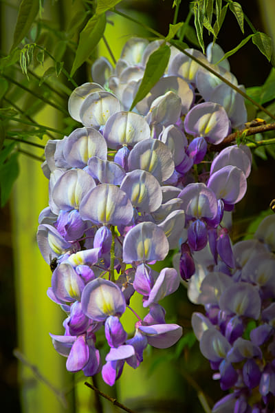 Growing in bamboo by Richard Brown / 500px
