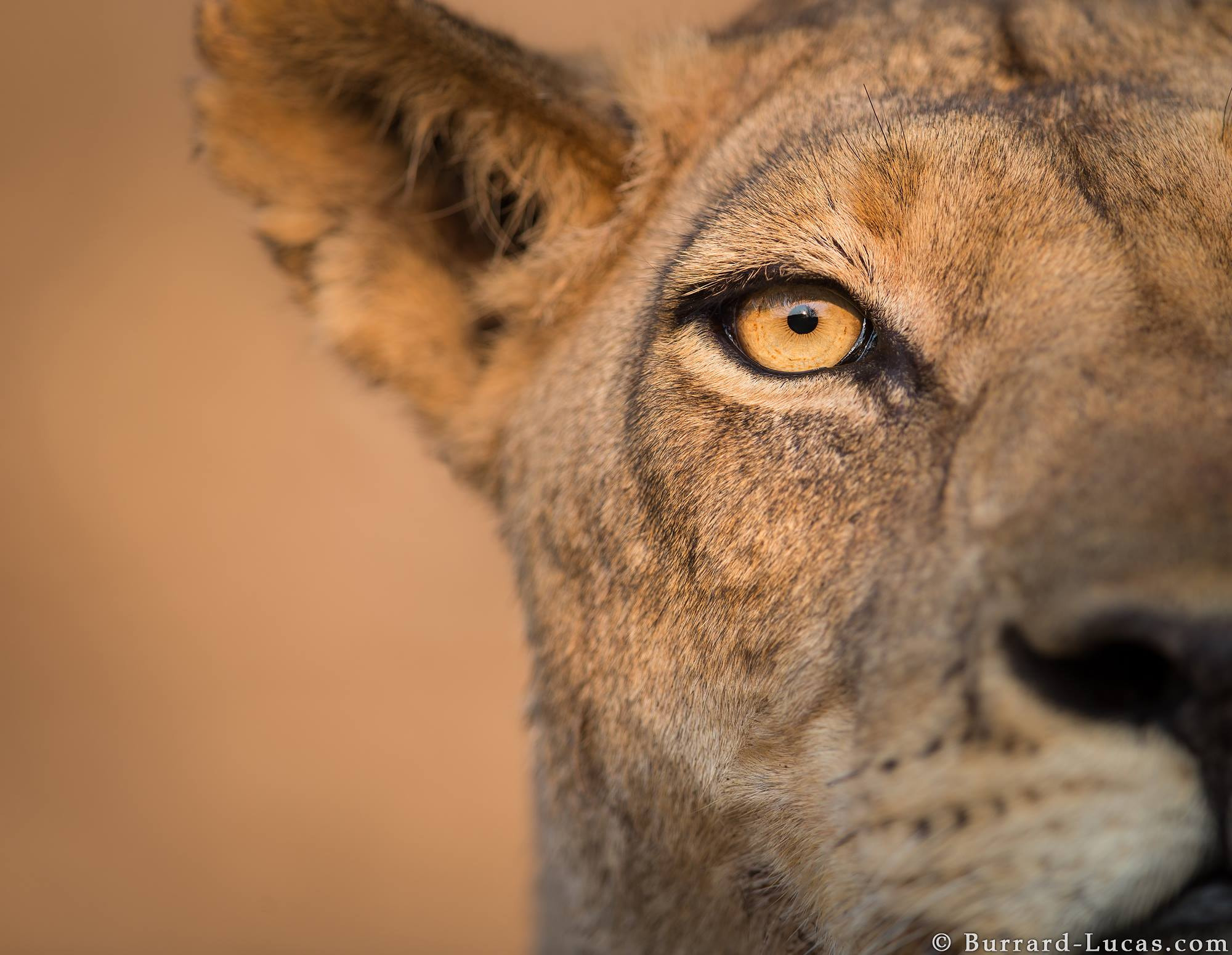 Lion Up Close by Will Burrard-Lucas | 500px