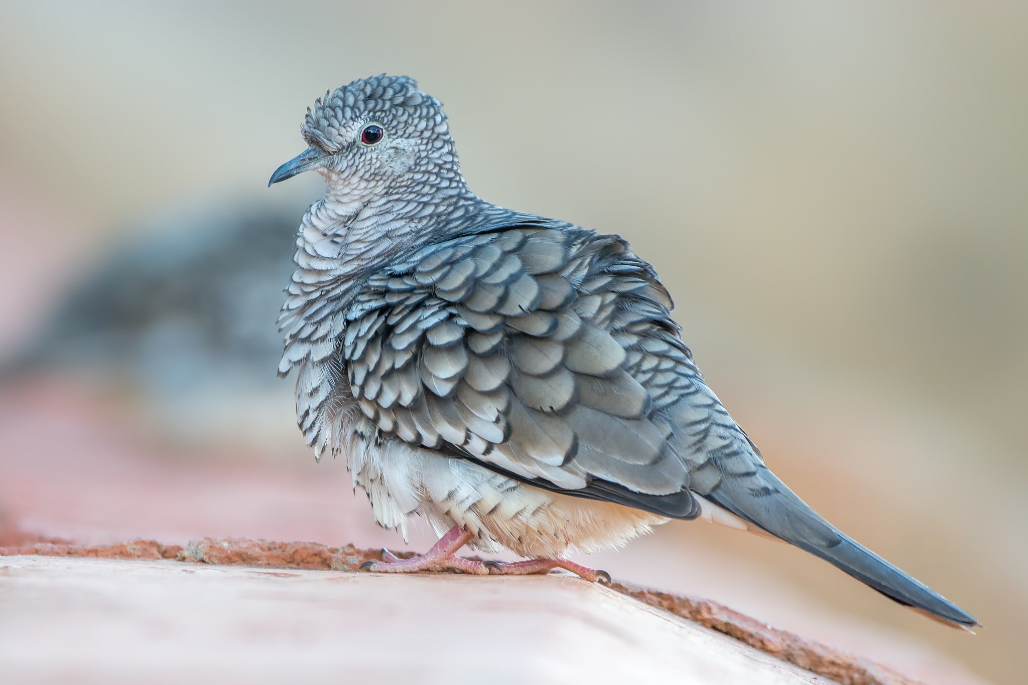 Scaled Dove - Columbina squammata by Arthur Goulart | 500px
