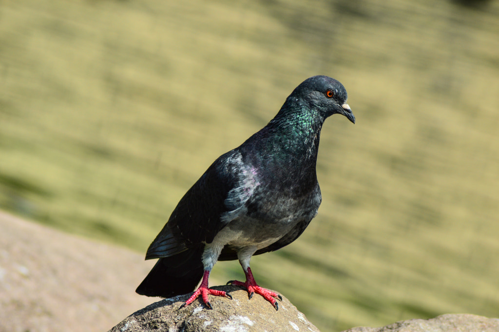 Bel piccione by Stefano Marino / 500px
