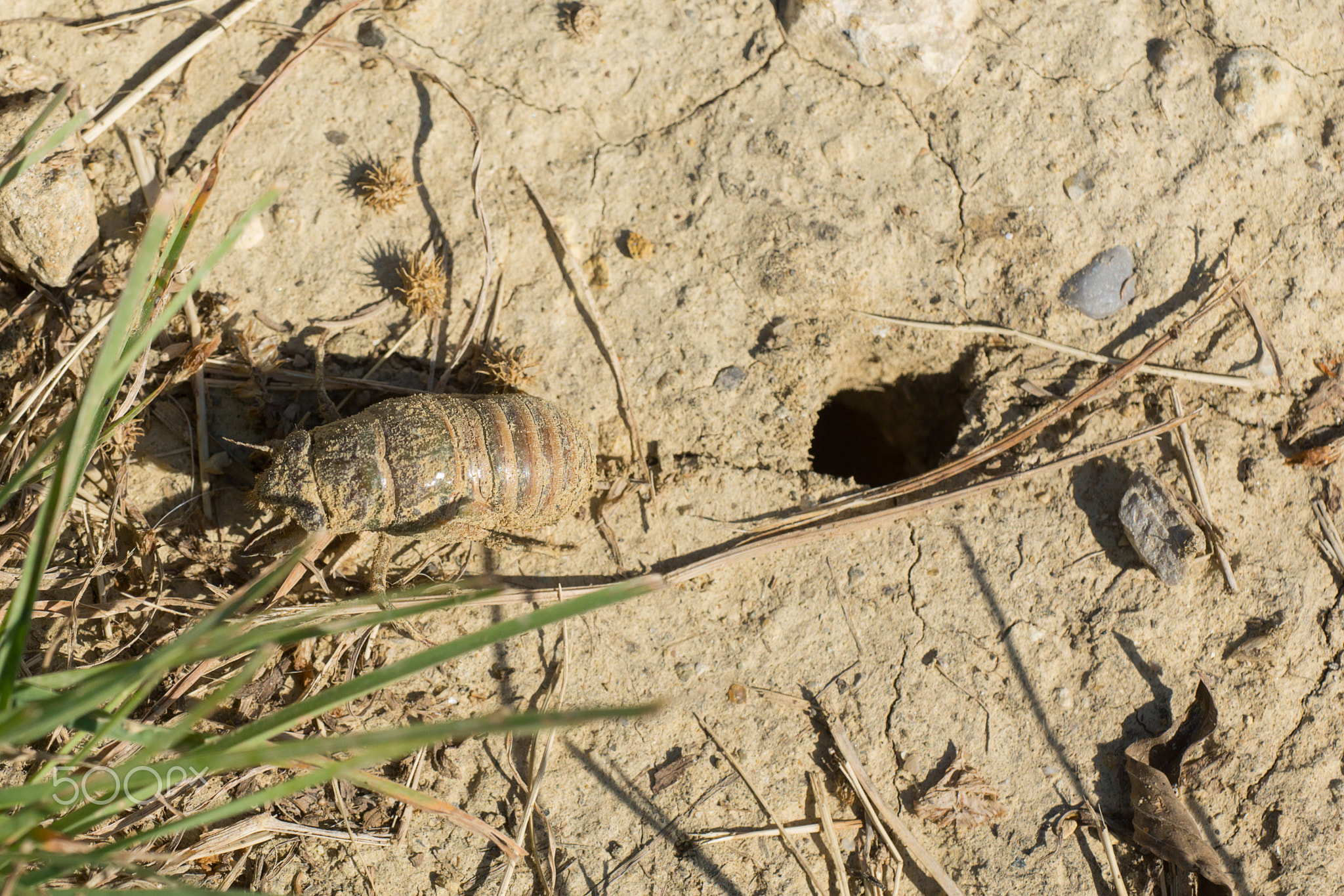 Cicada emergency - émergence d'une cigale - étapes by Veronique ...