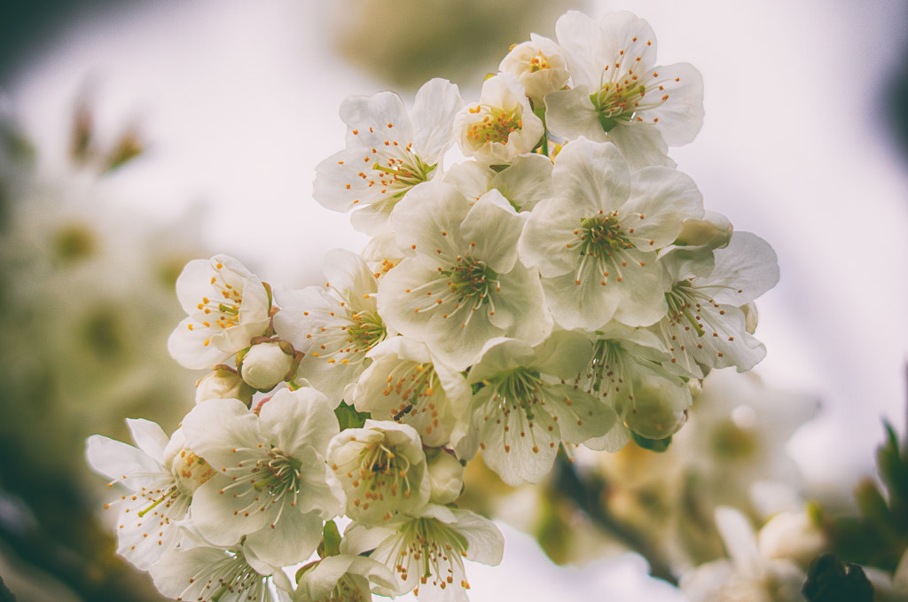 Cherry Blossom by Stephan Claes / 500px