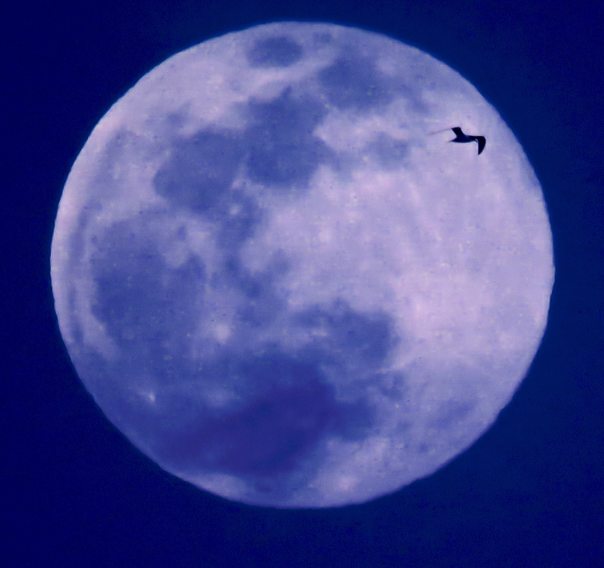 Moonbird by David Heritage / 500px