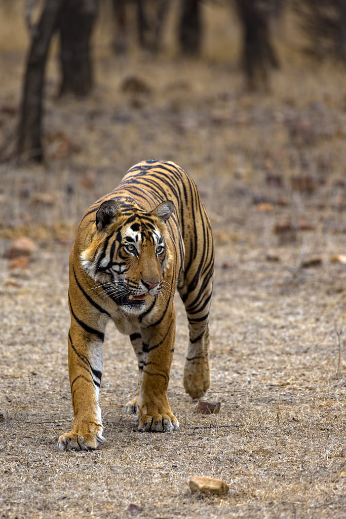 Tiger "pacman" on a hunt by Vishwa Kiran / 500px