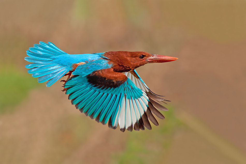 White-throated Kingfisher by Roy Avraham / 500px