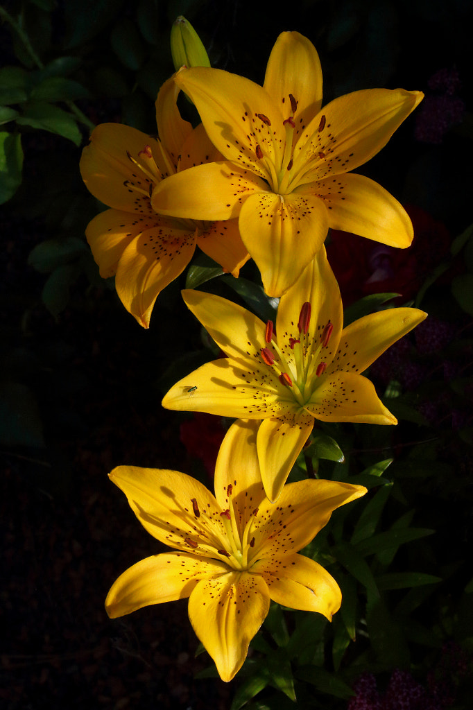 Gold n Sunlight by Dave Rinaldo / 500px