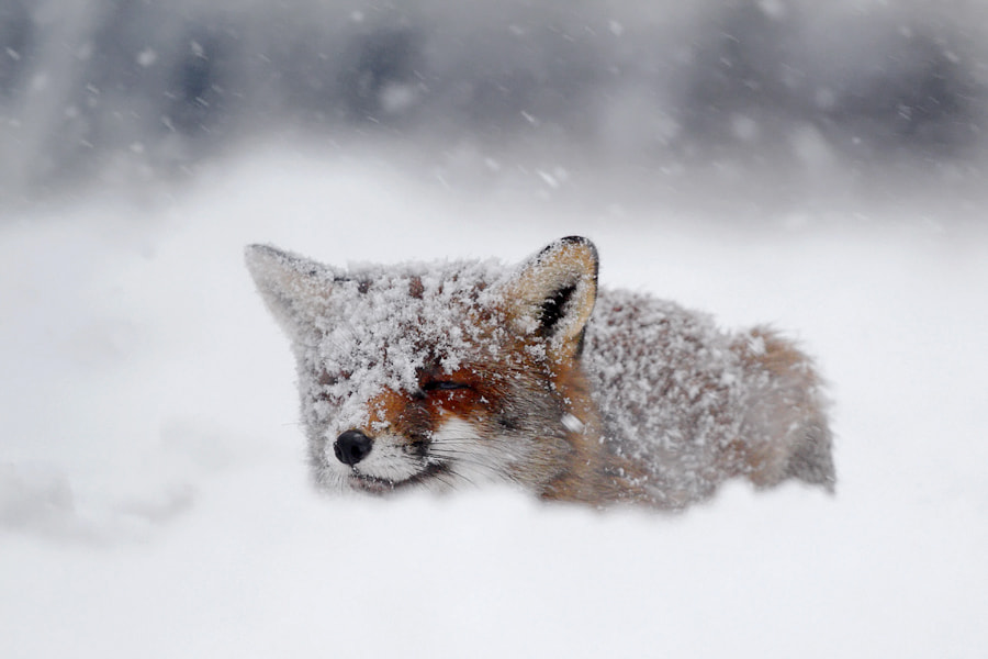 Frozen Fox by Roeselien Raimond / 500px