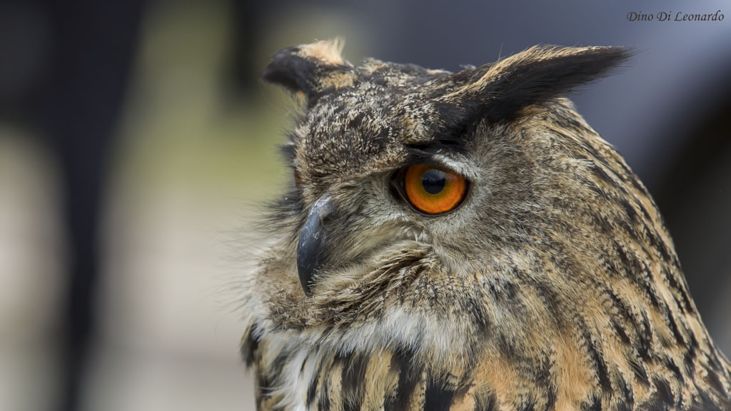 Gufo Reale by Dino Di Leonardo / 500px