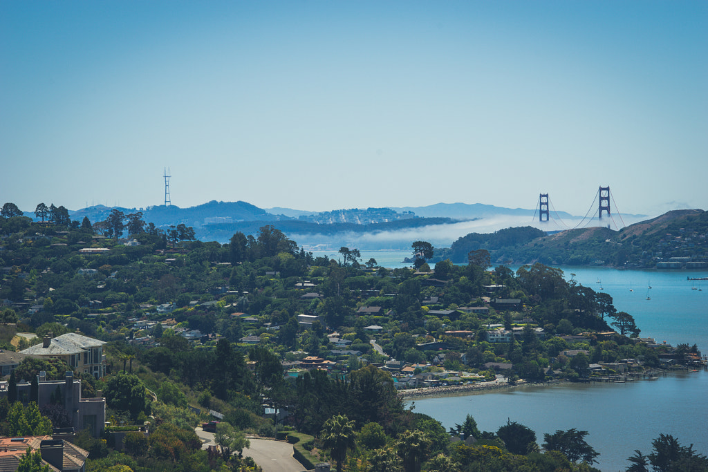 One of my favorite views in San Franciso, from the Hippie Tree in ...