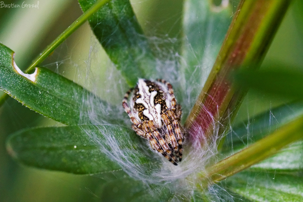 A little spider curled up in her cobweb by Bastien Grozel / 500px