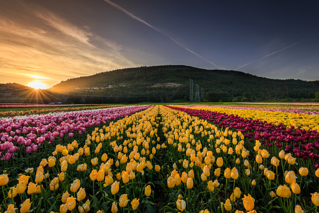 In Bloom by Tal Vardi / 500px