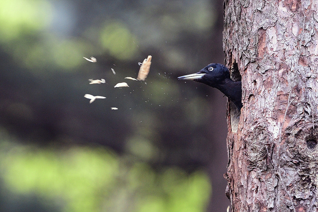 Black Woodpecker by Young Sung Bae / 500px