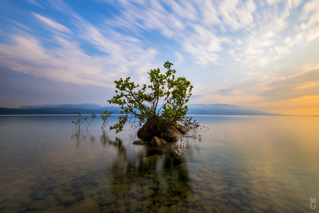 Tree on the West by mahmood Al-jazea / 500px