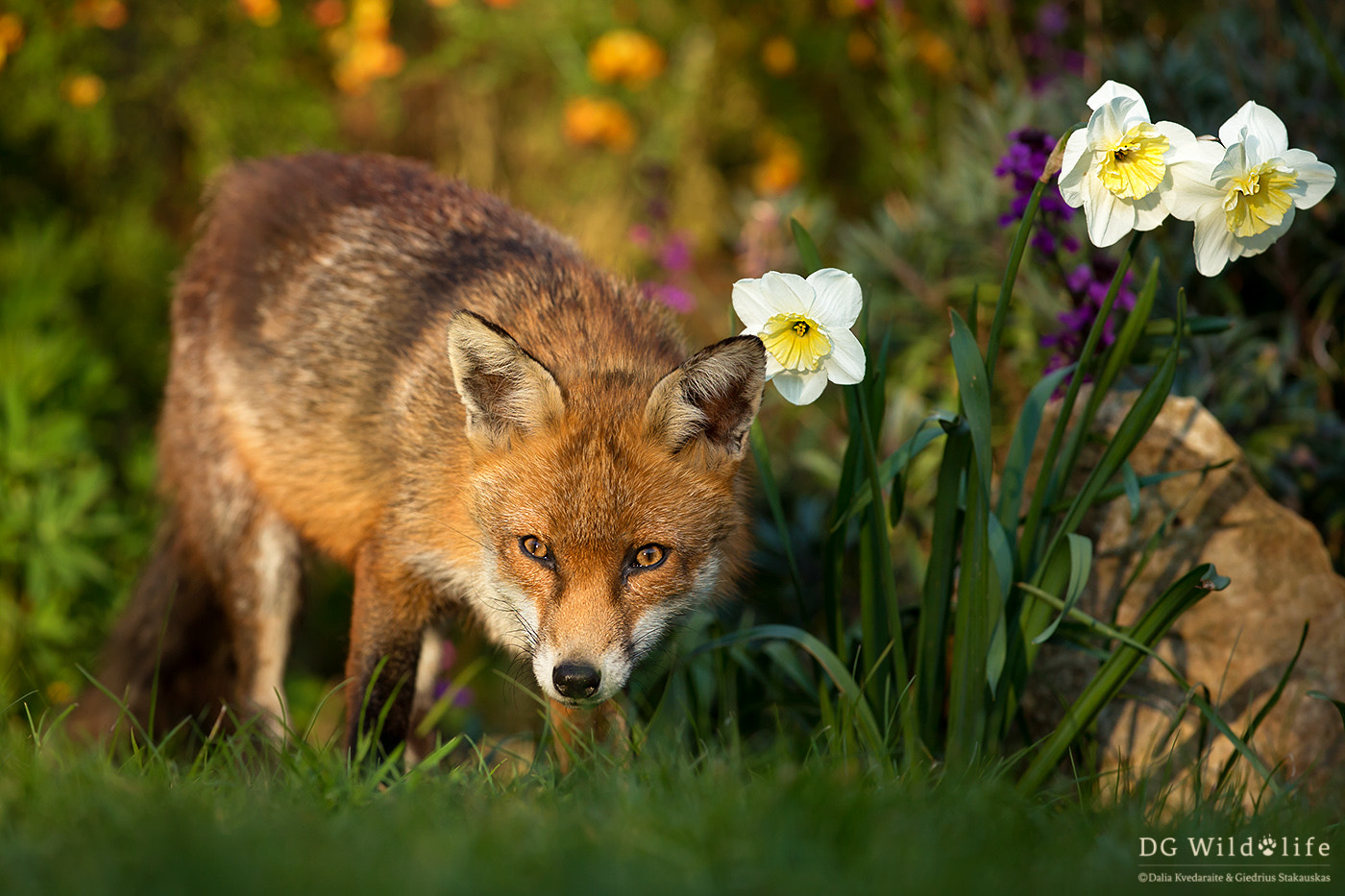Sneaky Fox by Giedrius Stakauskas / 500px