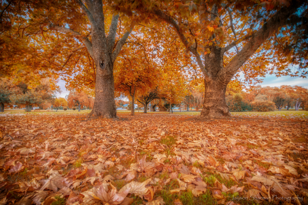 Autumn in the Glen Innes Parklands, NSW by Jayson Sharman / 500px