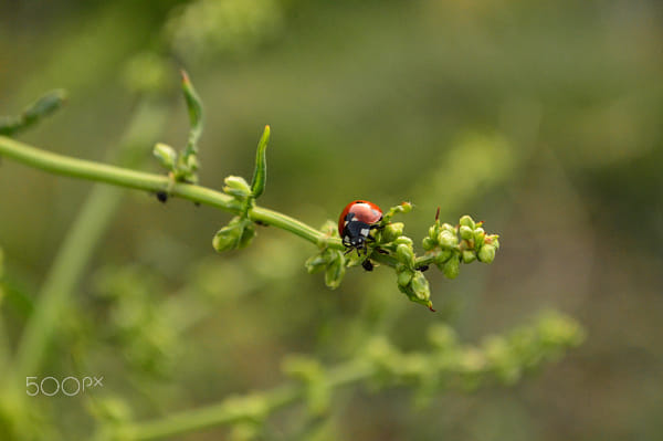 ladybug by Nick Pendragon | 500px