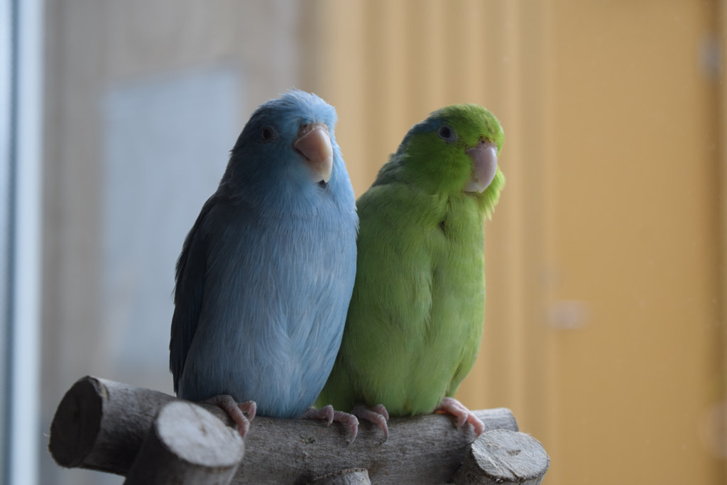 Blue and green parrotlet by Thord Johansson / 500px