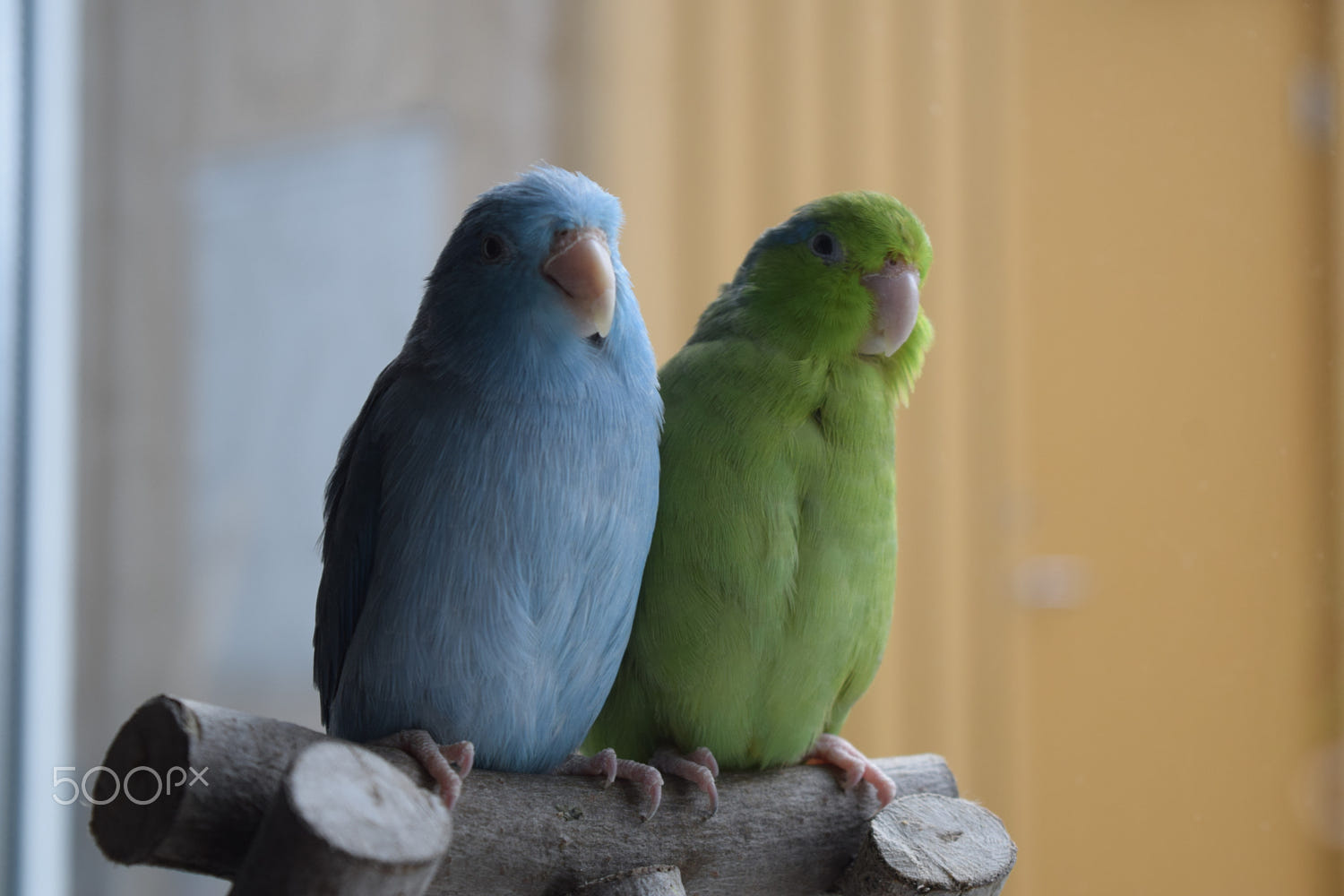 Blue and green parrotlet by Thord Johansson / 500px