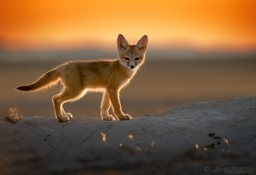 Kit Fox by Jason Sims / 500px