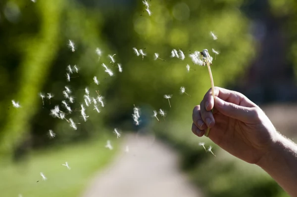 Dandelion by Jade Ortega | 500px