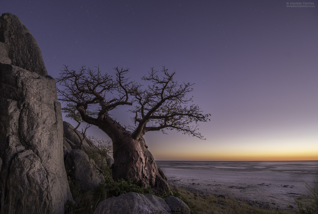 Baobab Dawn. by Hendri Venter / 500px