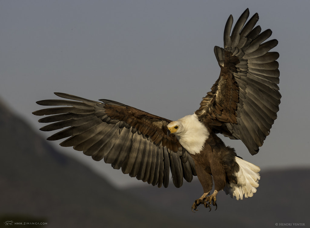 Fish Eagle on the wing by Hendri Venter / 500px