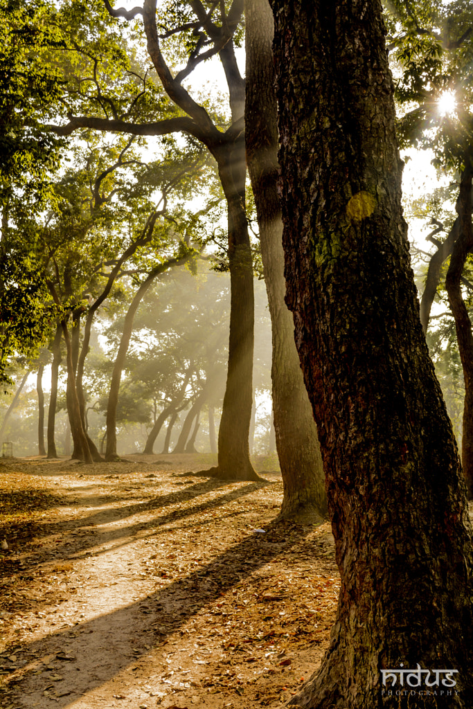 Light and Color by Nidus Shrestha / 500px