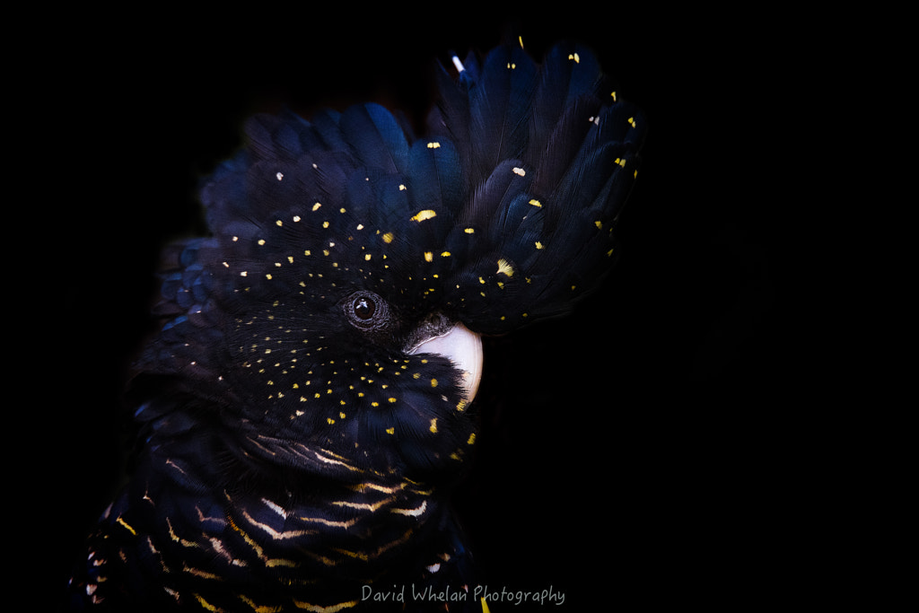 Red Tailed Black Cockatoo By David Whelan 500px