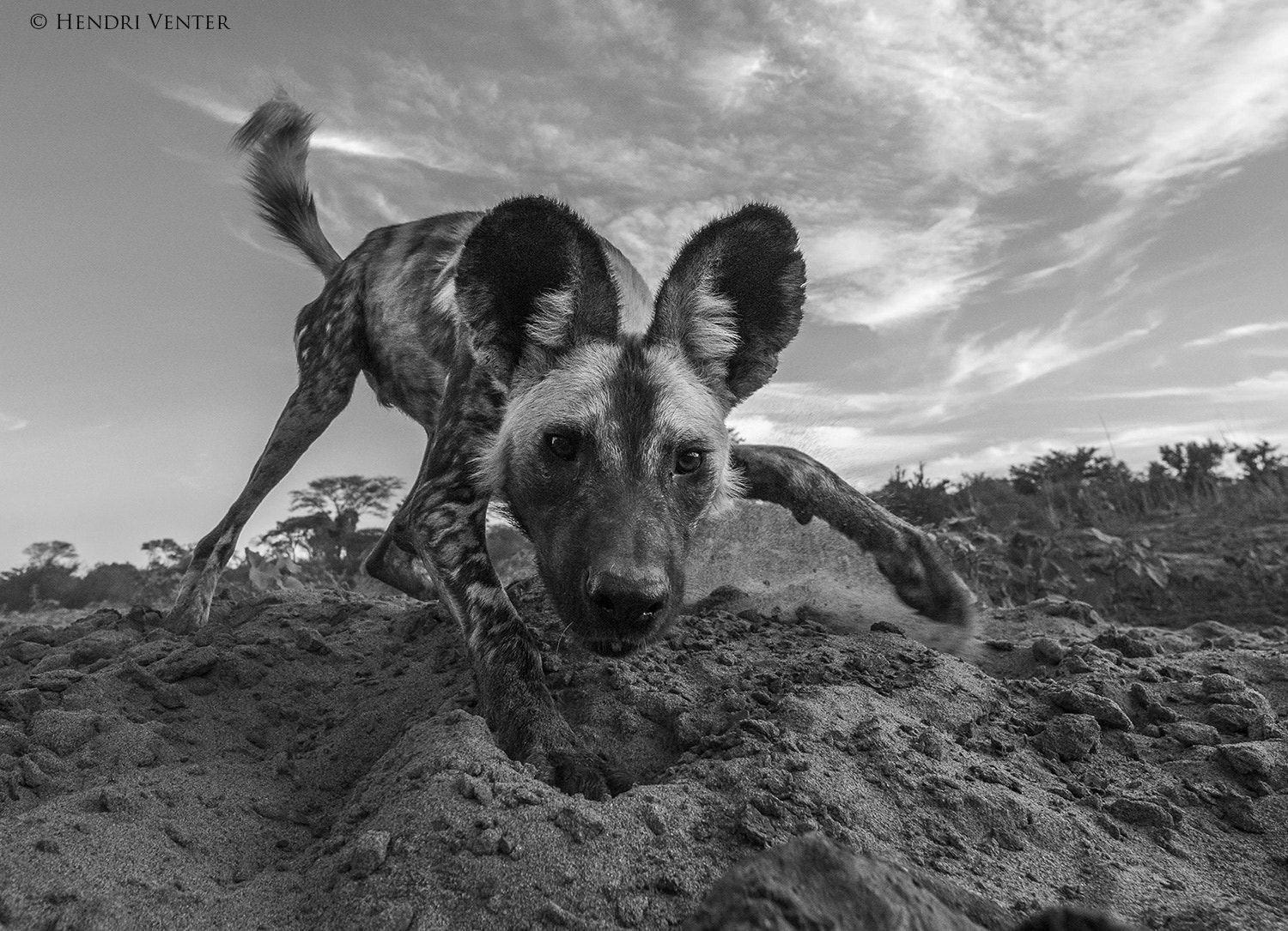 Curious Wild Dog by Hendri Venter / 500px