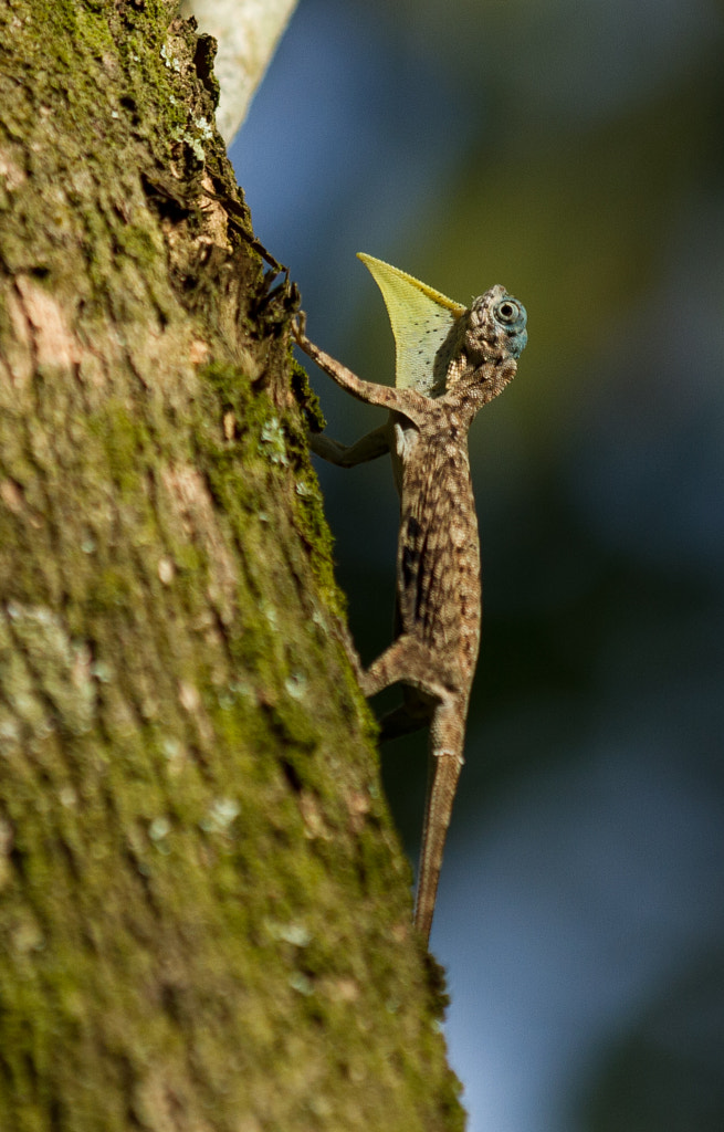 Flying dragon lizard by Daniel Phun / 500px