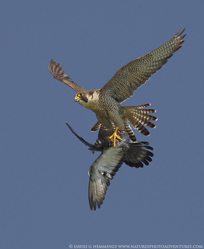 Peregrine Falcon mid air kill by David Hemmings / 500px