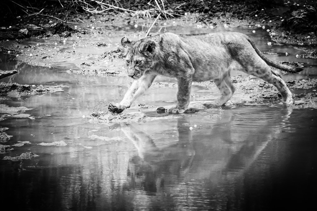 Mud River Cub by Jacques-Andre Dupont / 500px