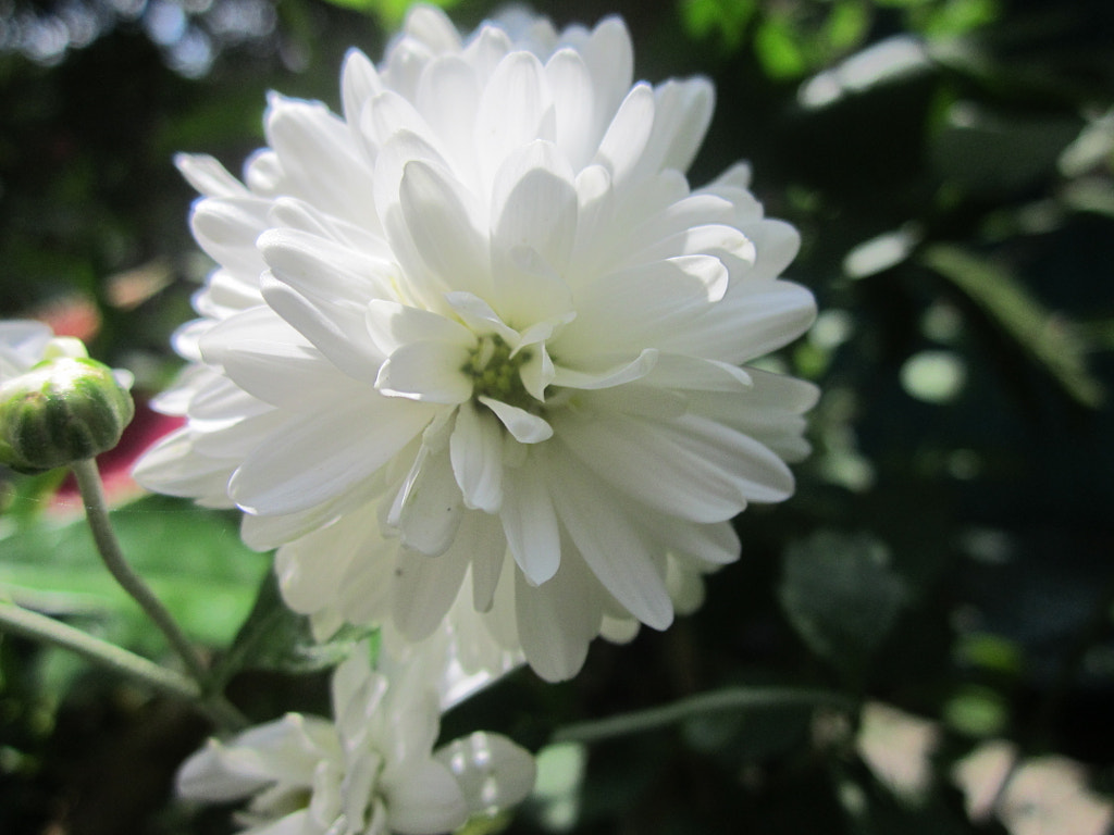Jamanthi flower by Jeffin Jose / 500px