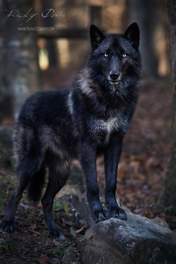 Black Wolf - Wildlife Photography - TRD Photography by Ricky Davis / 500px