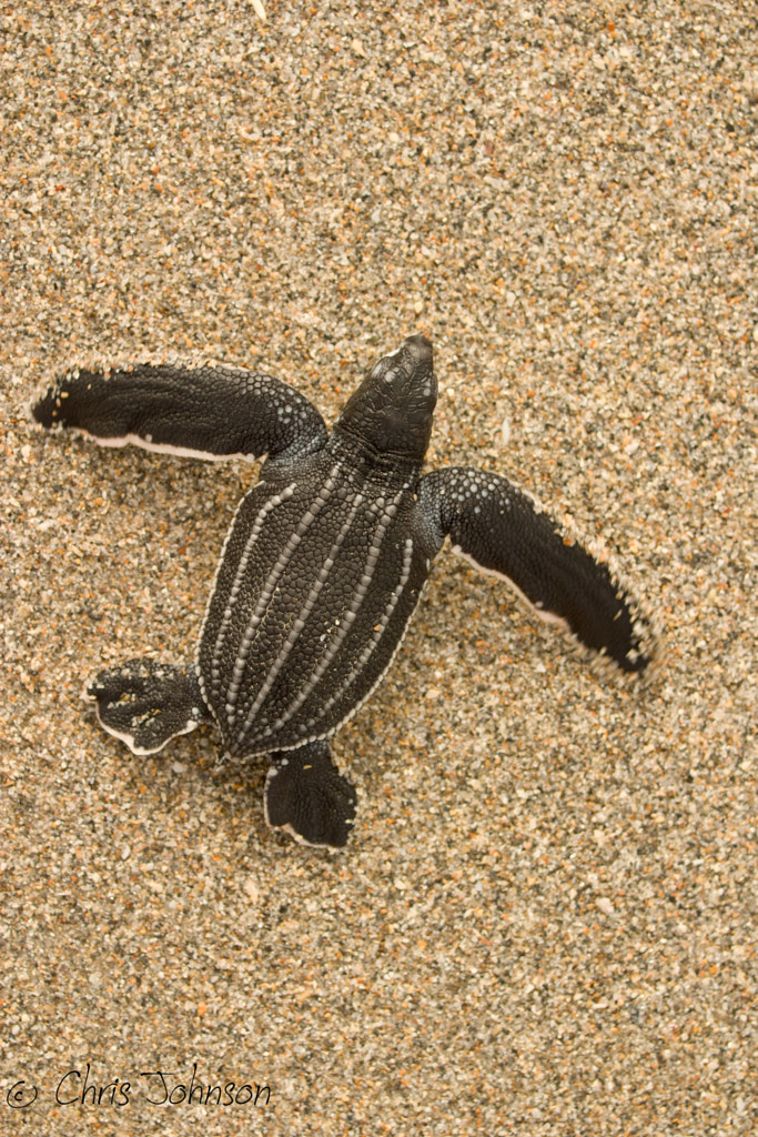 Leatherback sea turtle hatchling crawling towards the ocean by Chris ...