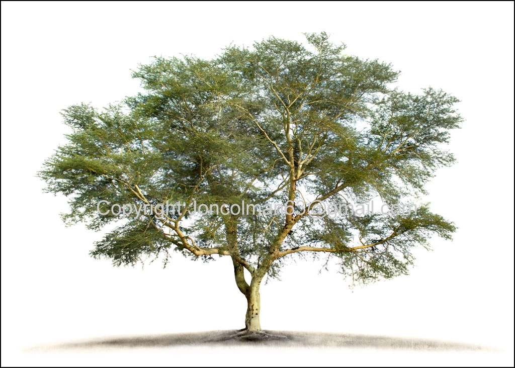 More O Mosetlha Fever Tree by Jon Colman - Photo 156868955 / 500px