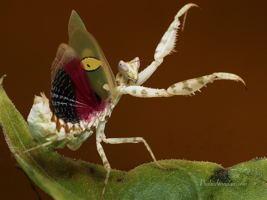 Kungfu Mantis by Prabu dennaga / 500px